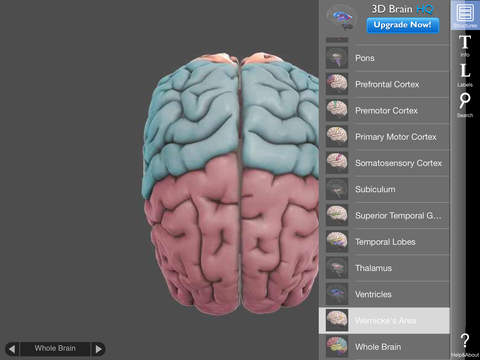 3d brain app wont rotate in android - gearright